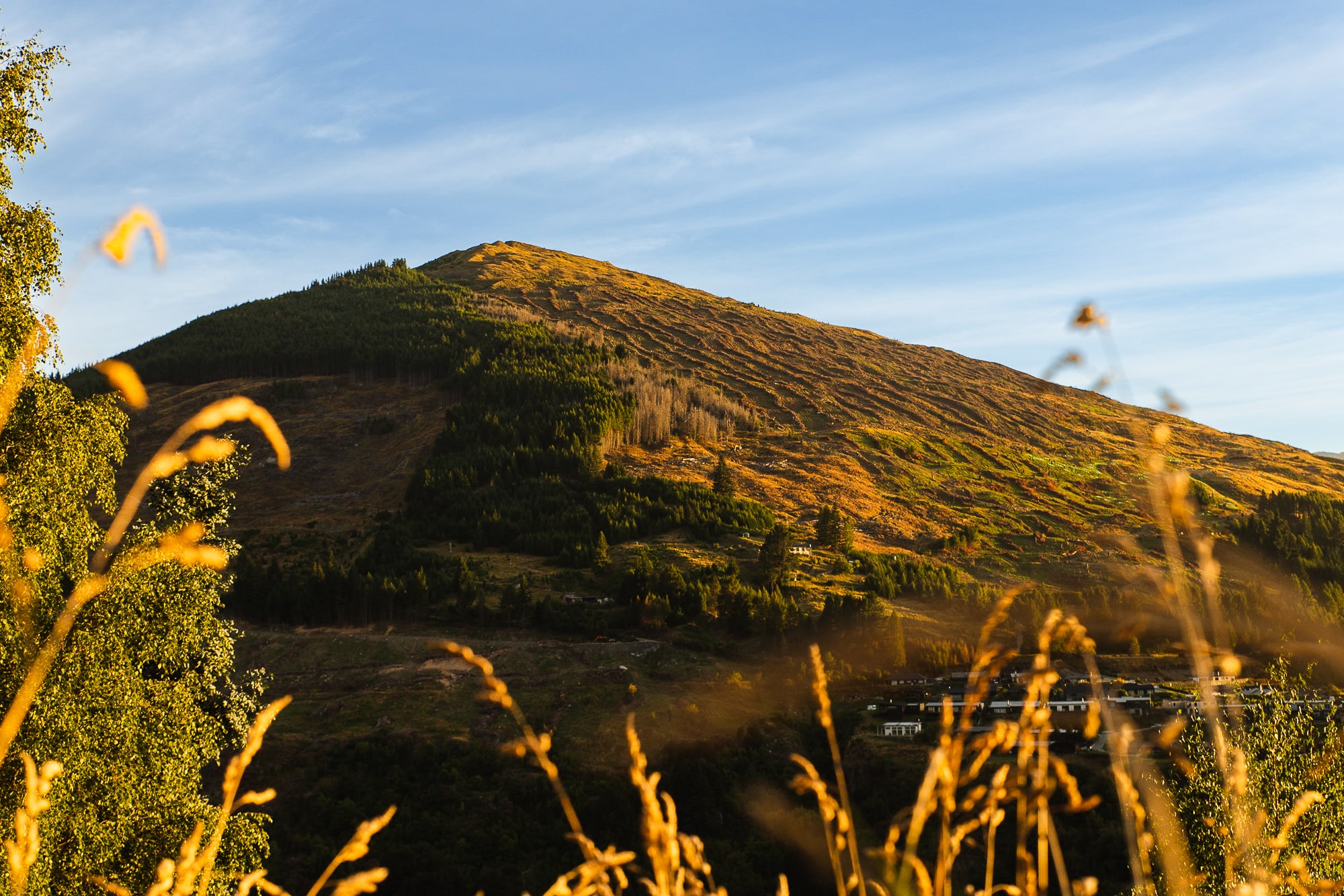Treespace - Patch Landscape